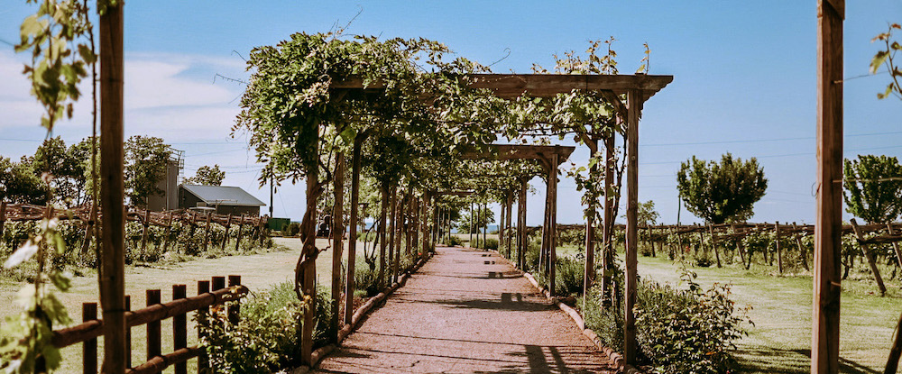 Visit - Pelee Island Winery - Pelee Island & Kingsville, Ontario